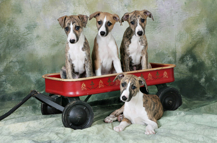 Affinity Whippets – Minnesota's Award Winning Whippets