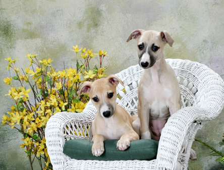 Affinity Whippets – Minnesota's Award Winning Whippets