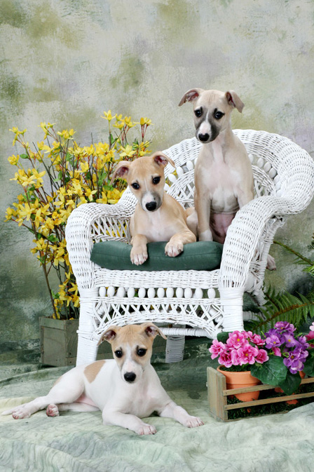 Affinity Whippets – Minnesota's Award Winning Whippets