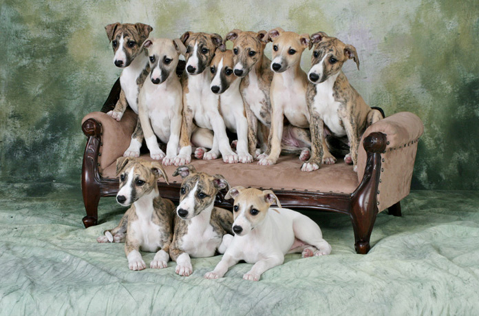 Affinity Whippets – Minnesota's Award Winning Whippets